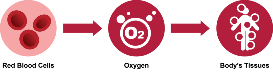 What is Anemia? – Ferralet® 90